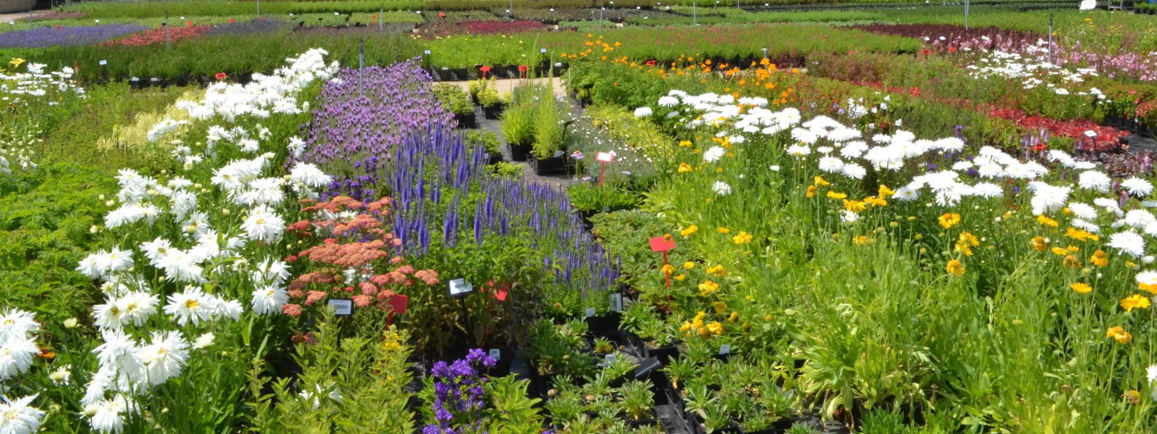 Growing High Quality Plants in Your Glasshouse | GVZ Glasshouses